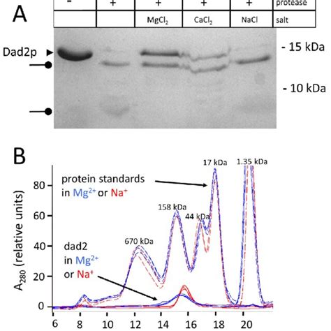 Protease Sensitivity And Hydrodynamic Properties Are Also Affected By Download Scientific
