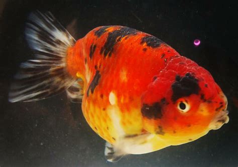 Oc Ranchu 2017