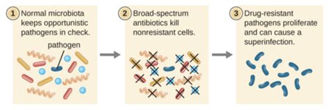 Fundamentals Of Antimicrobial Chemotherapy Flashcards Quizlet