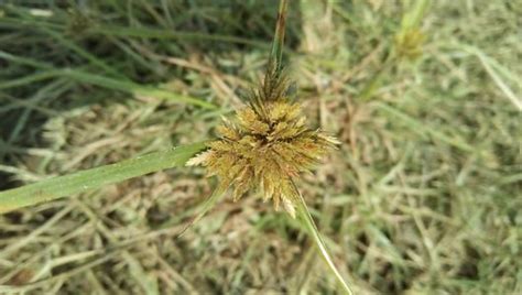 Cyperus Polystachyos Picturethis