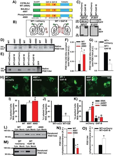 Pde11a Negatively Regulates Lithium Responsivity Abstract Europe Pmc