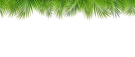 Premium Vector Tropical Palm Tree Border Isolated White Background