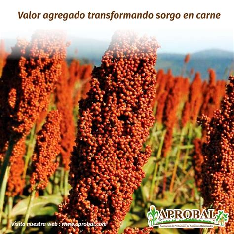 VALOR AGREGADO TRANSFORMANDO SORGO EN CARNE Aprobal