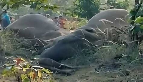 Man Animal Conflict 3 Elephants Die Due To Electrocution In Sambalpur