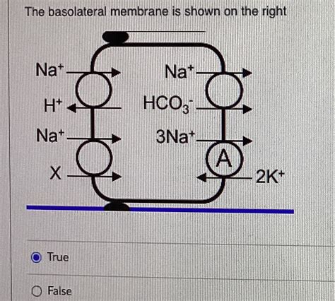 Solved The Basolateral Membrane Is Shown On The