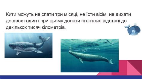Китоподібні виключно водні ссавці Online Presentation