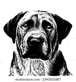 68 Thousand Black Labrador Retriever Line Drawing Royalty Free Images