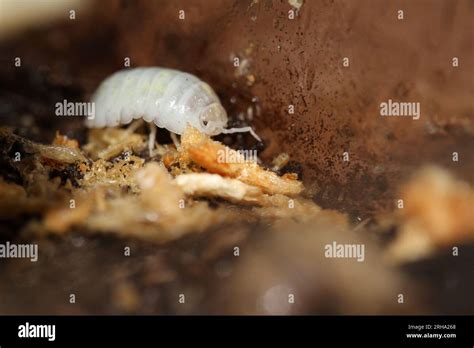 Isopods Woodlouse Pill Bugs Armadillidium Vulgare Magic Potion Stock