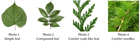 Why Do Different Trees Have Different Shaped Leaves Hellis Solutions Limited