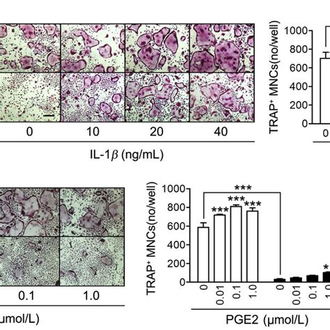 Reversal Of Ba Inhibition Of Osteoclast Differentiation By Il 1b
