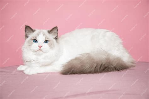 Premium Photo Charming White Fluffy Ragdoll With Bright Blue Eyes In