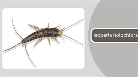 25 Types Of Stonefly Identification With Pictures