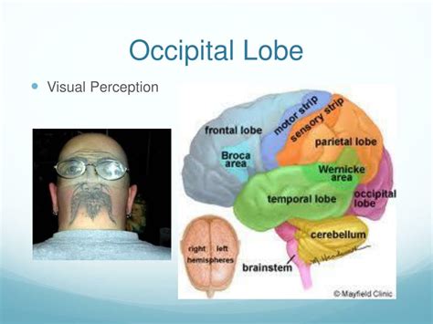 Ppt The Brain Powerpoint Presentation Free Download Id4131259