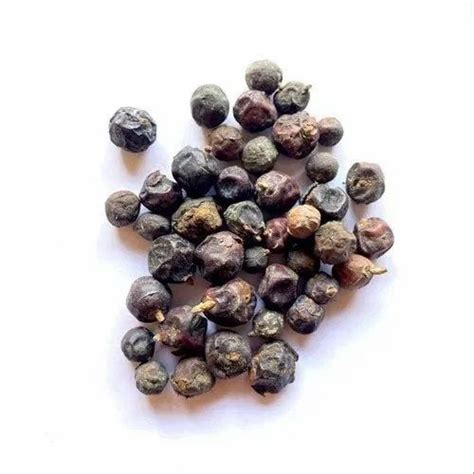 Juniper Berry Extract Juniperus Communis Linn At ₹ 1830 00