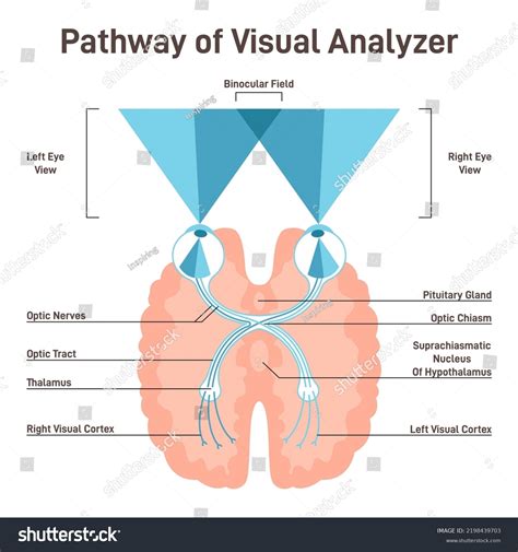 Visual Pathway Human Eye Brain Anatomical Stock Vector Royalty Free
