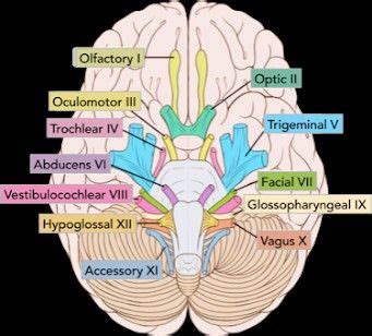 Origin Of The Cranial Nerves