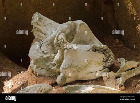 Ancient Elephant Fossils Millions Of Years Old That Were Unearthed On