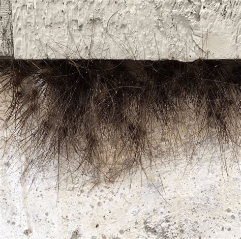 This Weird Grass Growing From The Wall Rnope