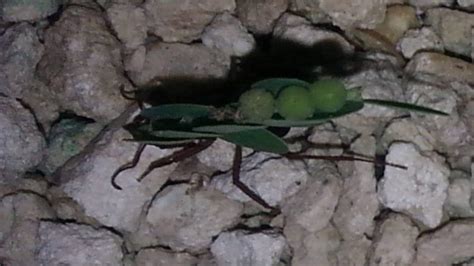 Pea Pod Bug R Whatsthisbug