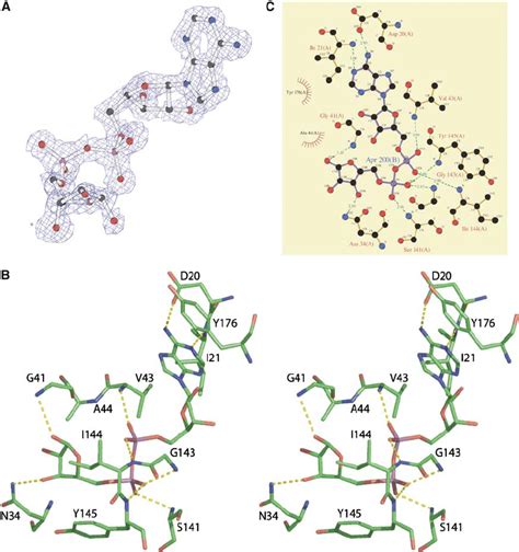 Specificity Of The Macro Domain Fold For Adp Ribose A Electron