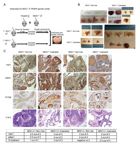 Yap1 Expression Was Nek1 Dependent In A Castrated Tramp Mouse Model