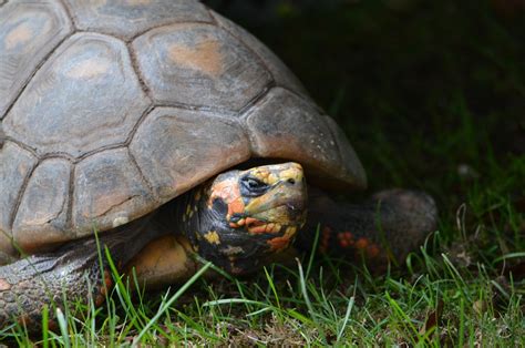 10000 Free Land Turtle And Turtle Images Pixabay