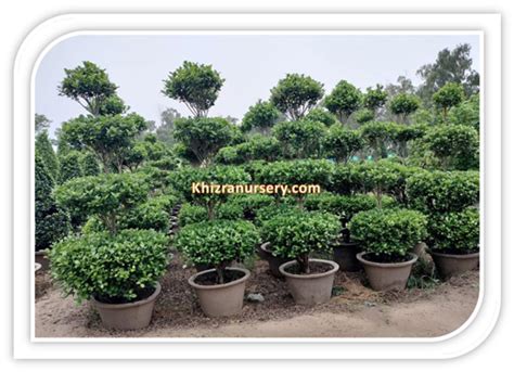 Ficus Microcarpa Trees Khizra Nursery