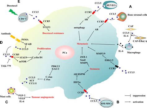 Research Trends And Regulation Of Ccl5 In Prostate Cancer Pmc