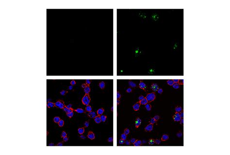 Human Reactive Sting Pathway Antibody Sampler Kit Cell Signaling