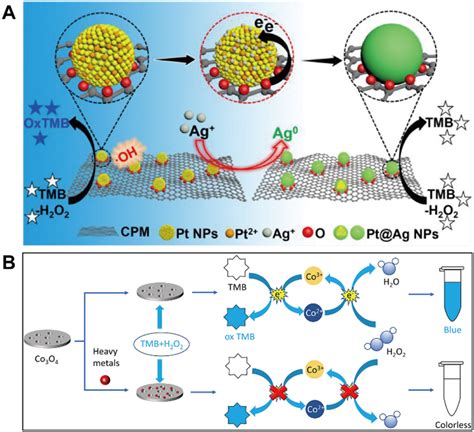 A Ag⁺ Colorimetric Assay Based On The Enhanced Peroxidase Activity Of Download Scientific