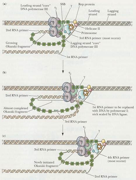 REPLICATION