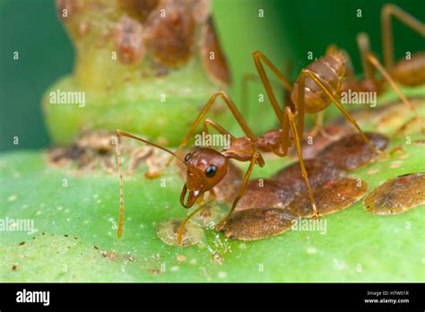 Weaver Ant Oecophylla Longinoda Tending Scale Insects On Mango Rio