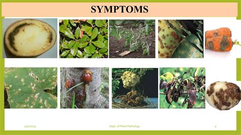 Plant Pathogenesispptx