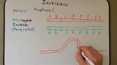 Chromosomal Inversion Key Examples Explained
