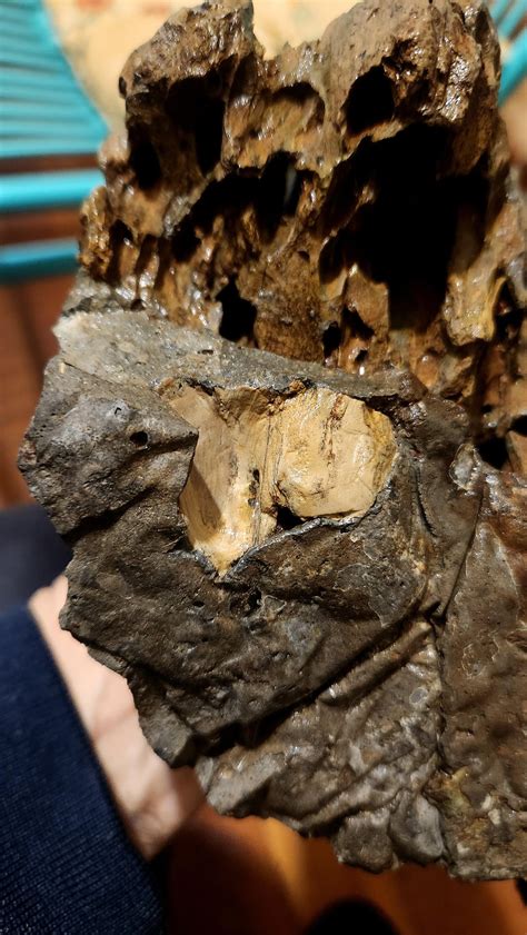 Weird Looking Thing R Fossils