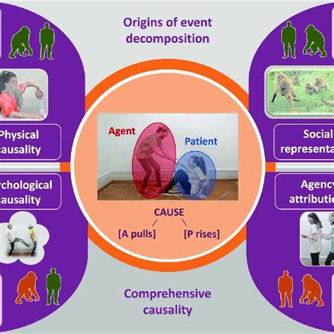 Cognitive Components Of Event Decomposition The Central Portion