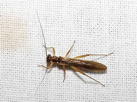 Web東奥とうおう写真館あおもり昆虫記ヒメギフチョウ