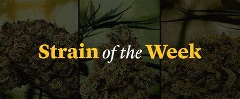 Banana Bread Cannabis Strain Gage Cannabis Strain Of The Week