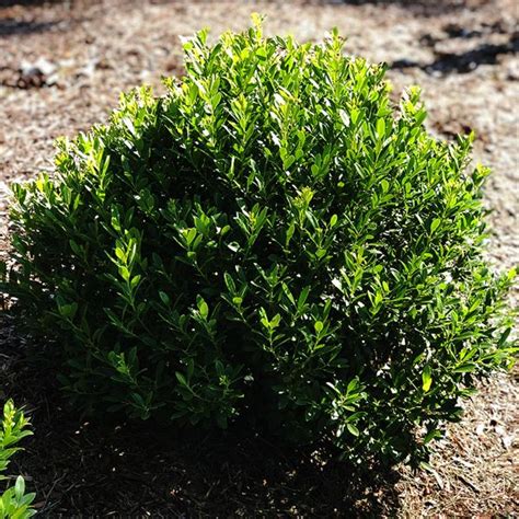 Strongbox® Inkberry Holly Low Maintenance Shrubs Shrubs Foundation