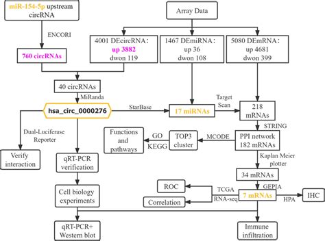 Research Flow Chart Schematic Of The Analytic Process Download
