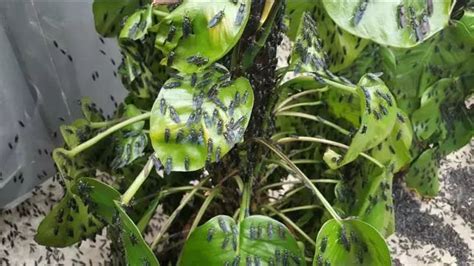 克迈拉黑水虻养殖技术教程之黑水虻养殖难题—成虫交配率低光照
