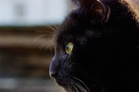 Free Images Photo Macro Black Cat Fauna Close Up Nose Whiskers