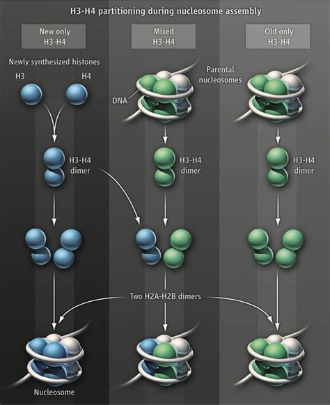 Mrnp Assembly Lab Nyu