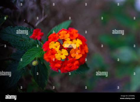 Colorful Lantana Camara Flowers In The Garden Stock Photo Alamy