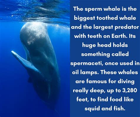 Sperm Whale The Worlds Largest Toothed Predator Icy Tales Posted On