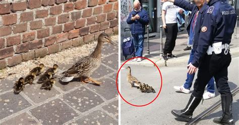 Police Officer Saves Mama Duck And Her Ducklings Who Got Lost In The