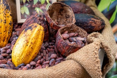Images de Agriculture Cacao Téléchargement gratuit sur Freepik