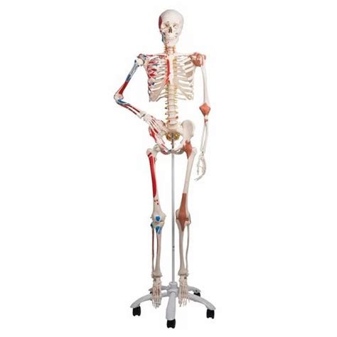 Skeleton And Ortho Models Human Skeleton Model 85cm Retailer From Kanpur