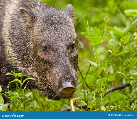 White Collared Peccary Stock Image Image Of Nature Peru 25295441