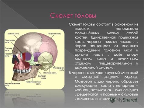 Теменная Часть Головы Это Где Фото Telegraph